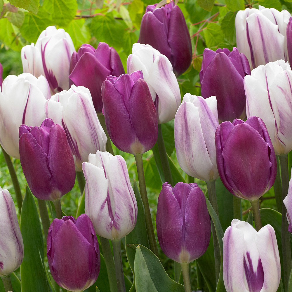 Buy Tulip Flag Collection (Saver Sized Bulbs) at jparkers.co.uk