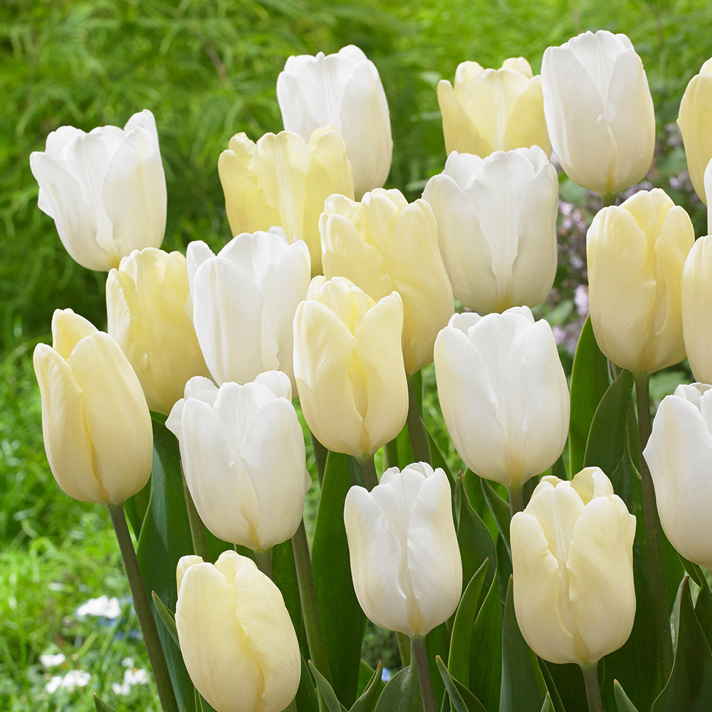 Buy Tulip Flag Collection (Saver Sized Bulbs) at jparkers.co.uk