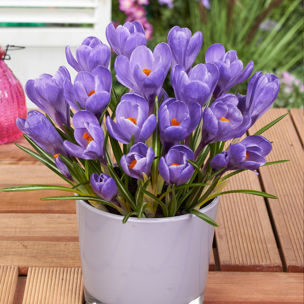Large Flowering Crocus Collection - JParkers