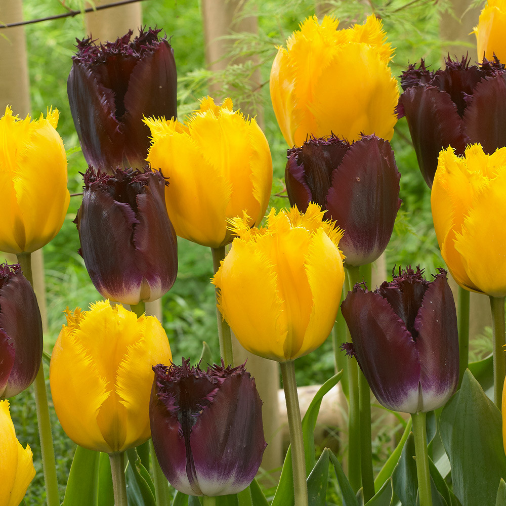 Shop Tulip Crystal Star | J. Parker's