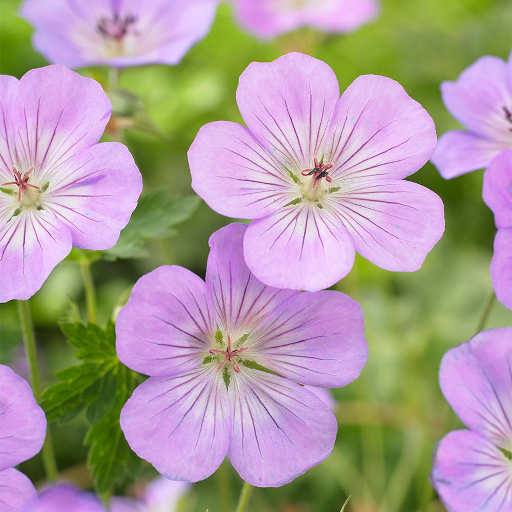 Shop Geranium Azure Rush 7cm Modules | J. Parker's