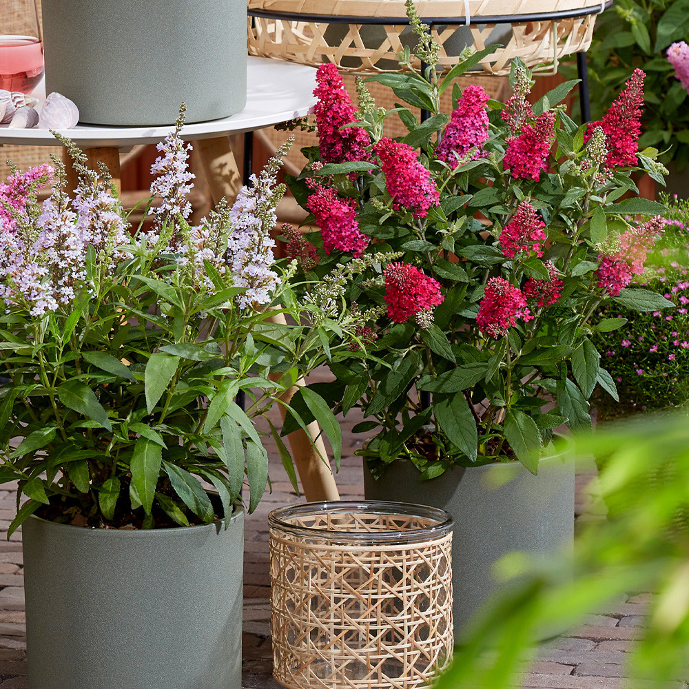 Buy Buddleia d. Butterfly Candy Little 'Raspberry' (Red) | J. Parker's