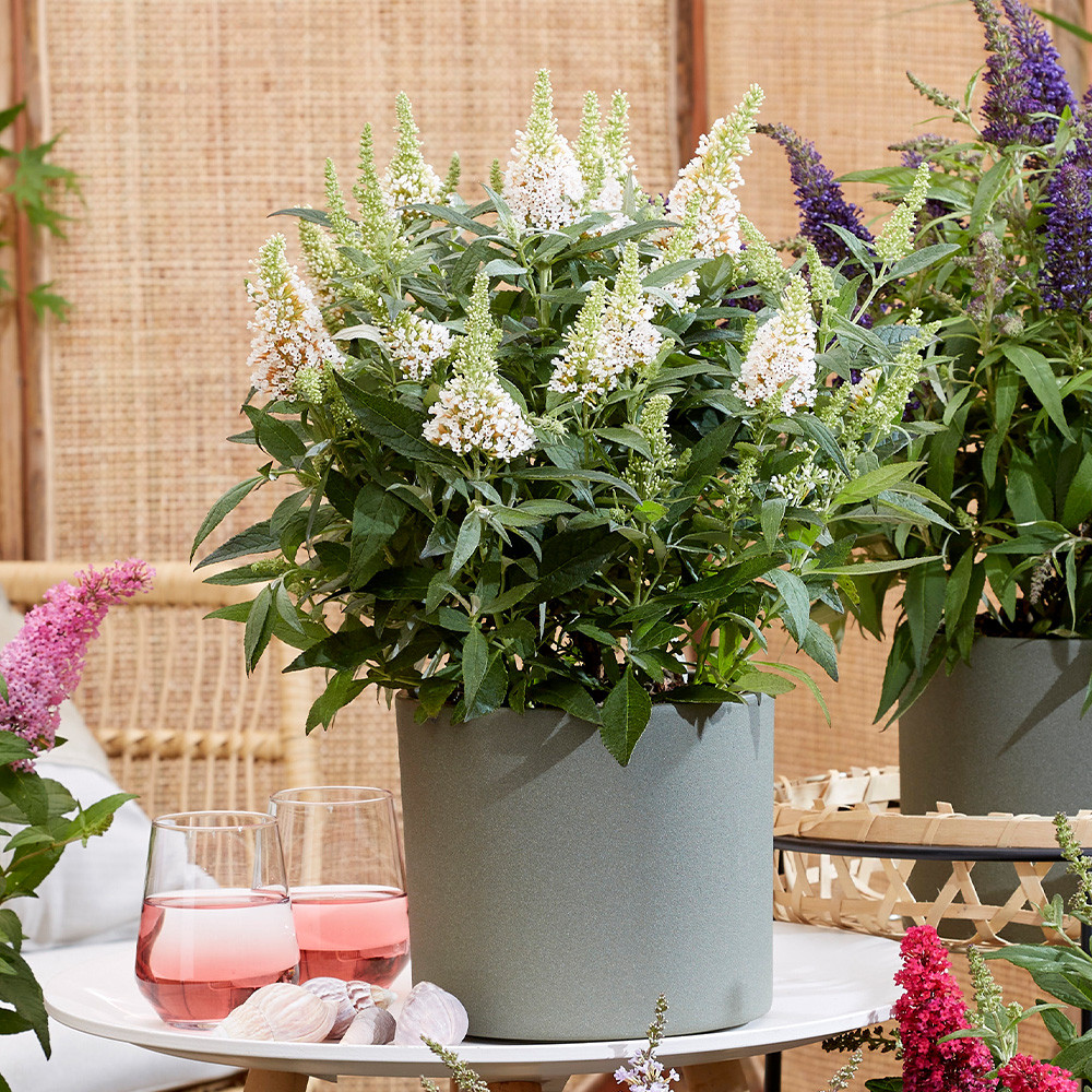 Buy Buddleia Dwarf Butterfly Candy Collection | J. Parker's