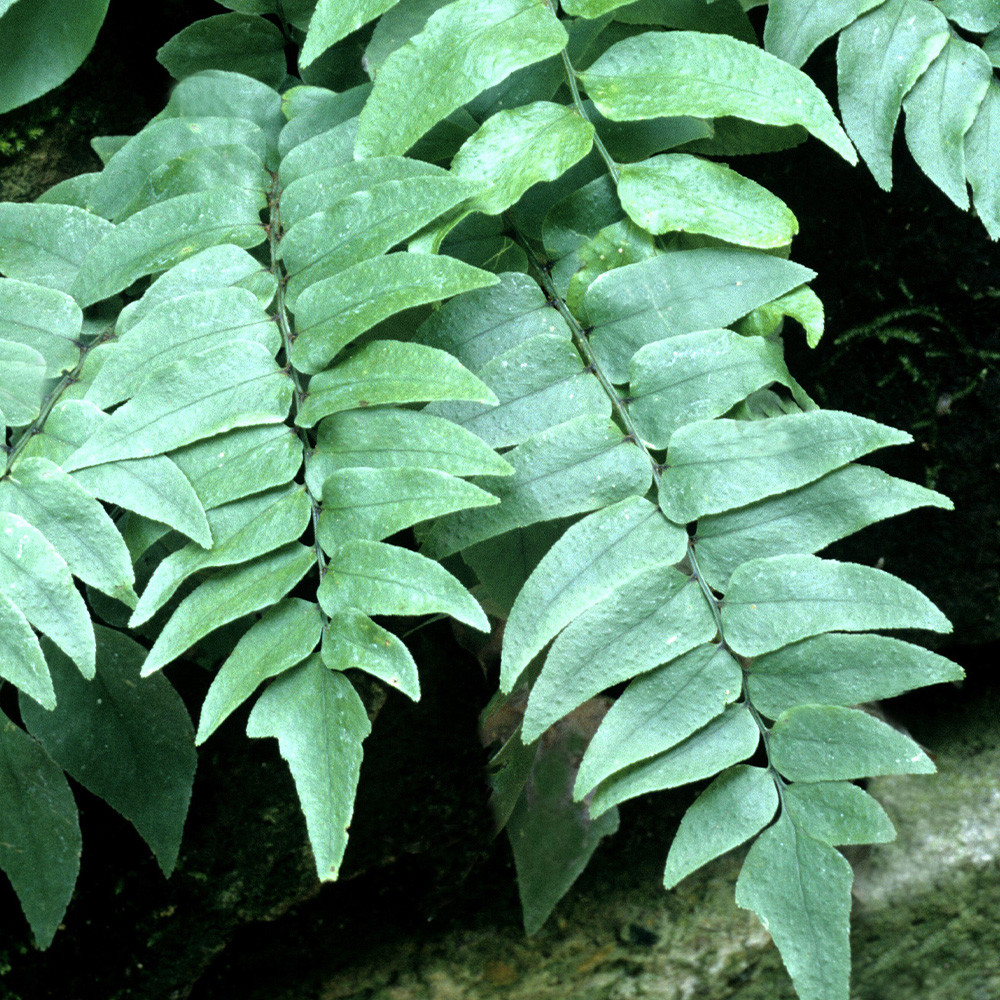 Shop Cyrtomium falcatum | J. Parker's