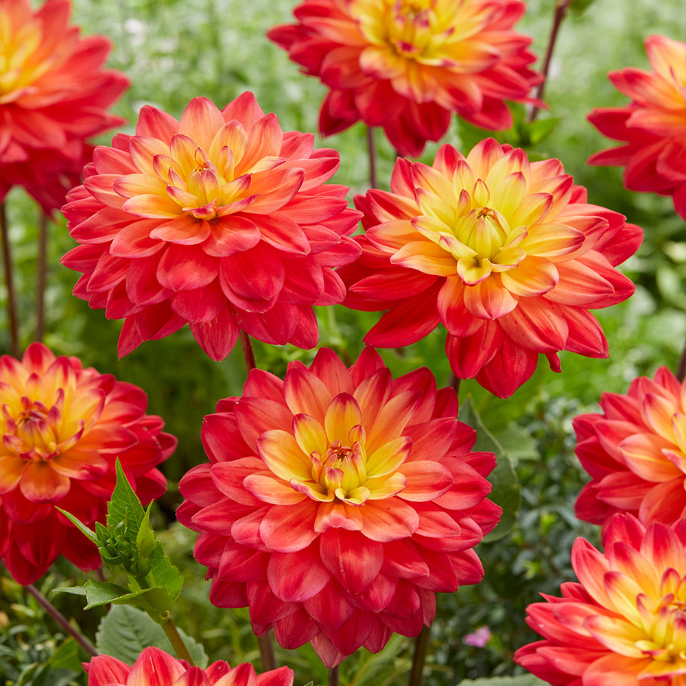 Shop Dahlia Red Silence from J. Parker's for Less