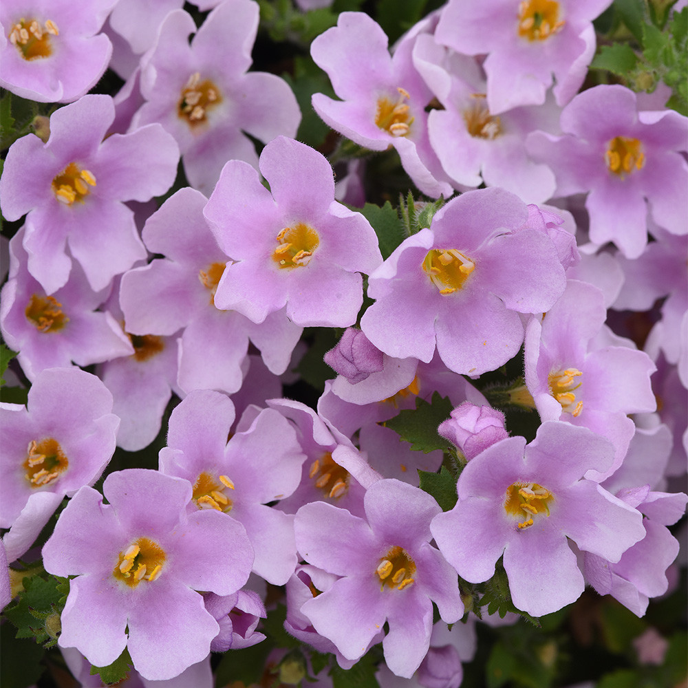 Shop Bacopa Megacopa Pink Shine | J. Parker's