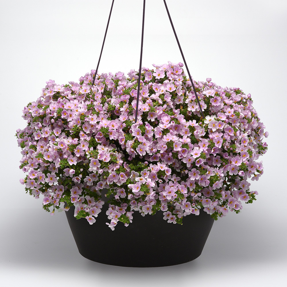 Shop Bacopa Megacopa Pink Shine | J. Parker's