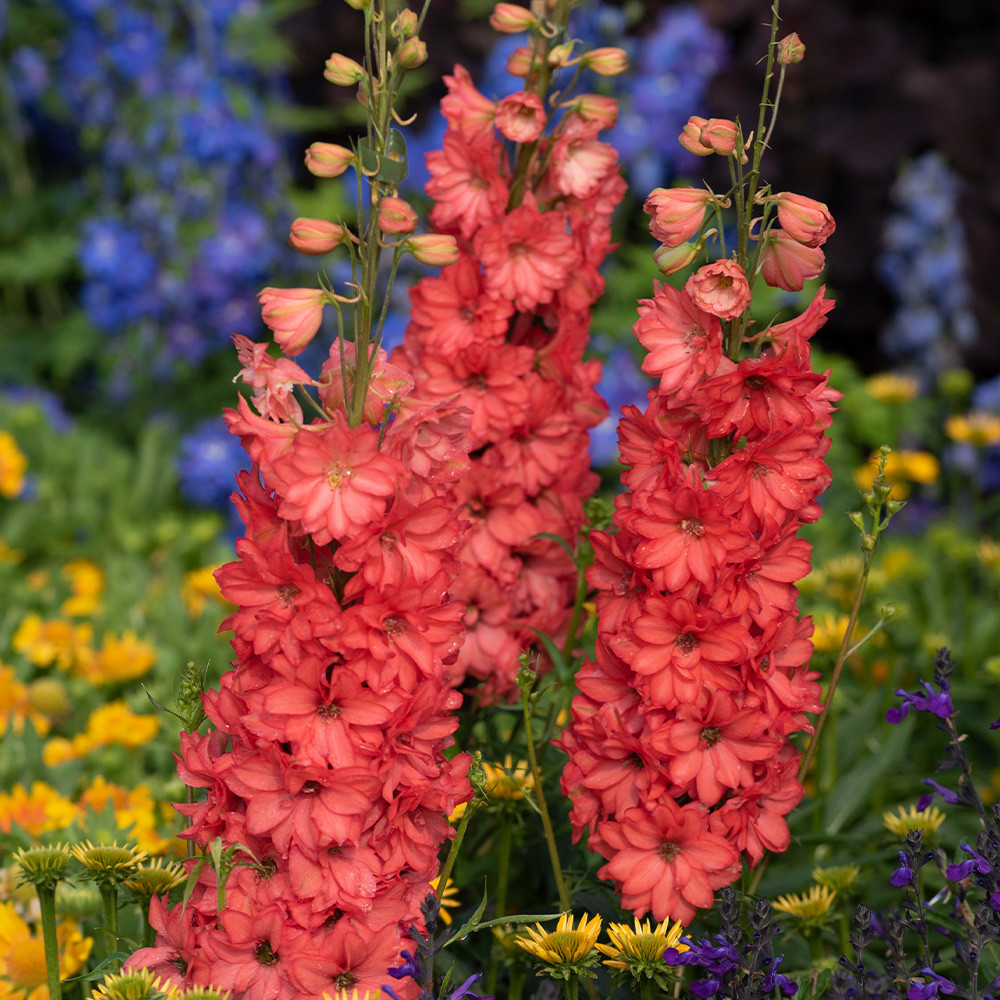 Shop Delphinium Red Lark | J. Parker's