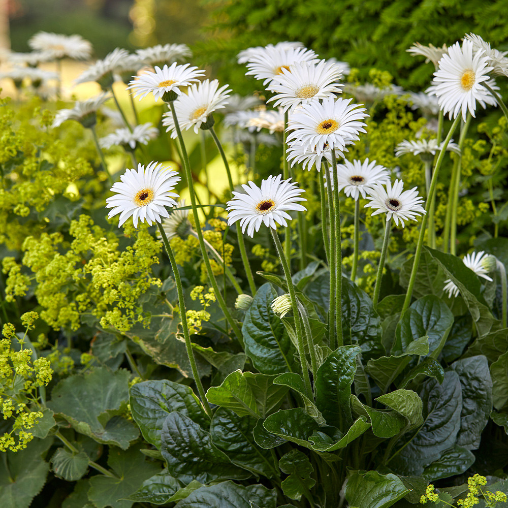 Shop Gerbera Garvinea Sweet Frosting | J. Parker's