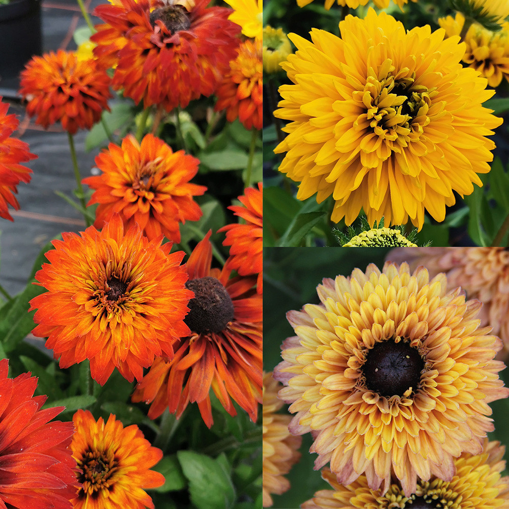 Shop Rudbeckia Summerdaisy Double Flowered Collection | J. Parker's