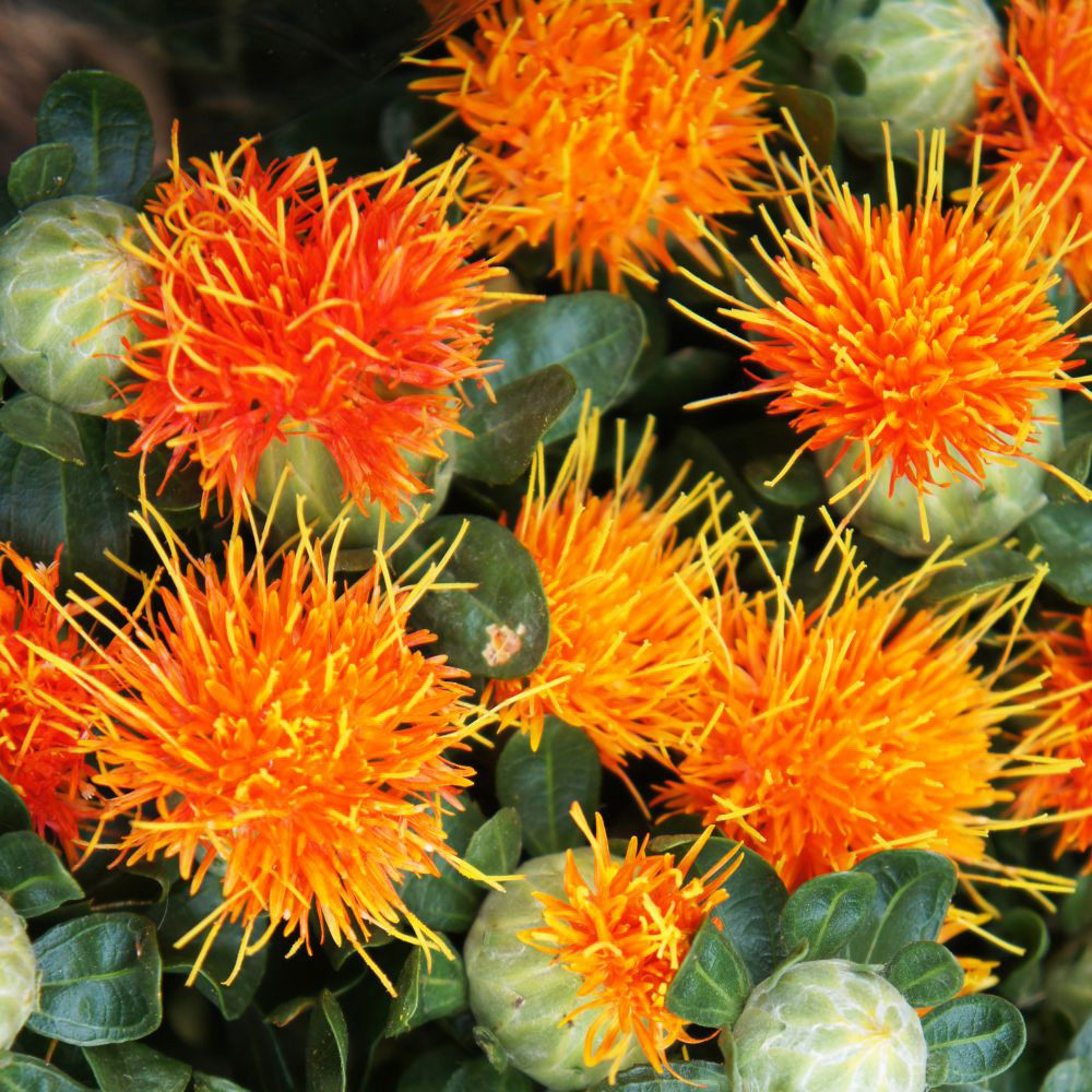 Shop Carthamus Tinctorius Zanzibar Seeds | J. Parker's