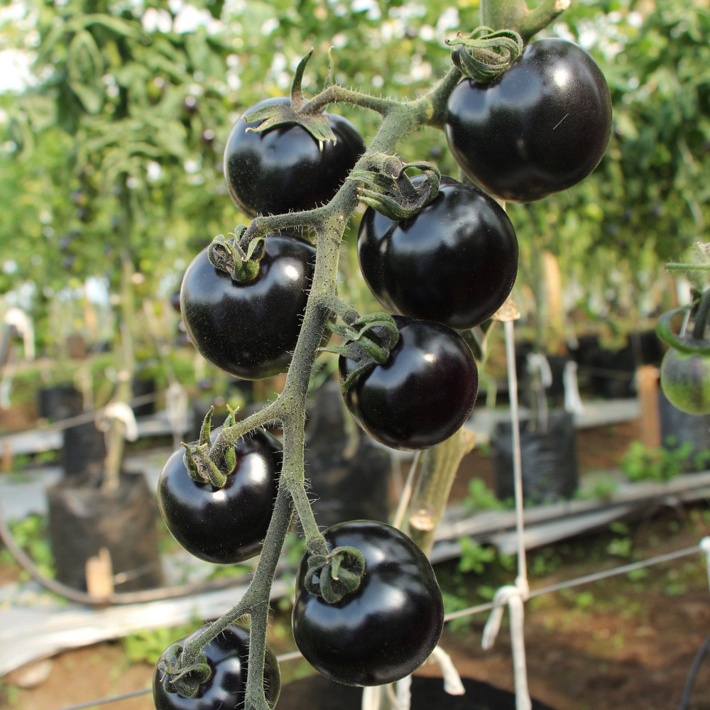 Shop Tomato Indigo Rose Seeds | J. Parker's