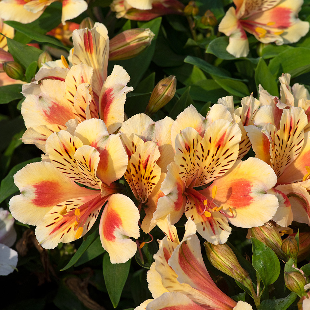 Alstroemeria Inticancha Sunset (Compact Habit) - JParkers