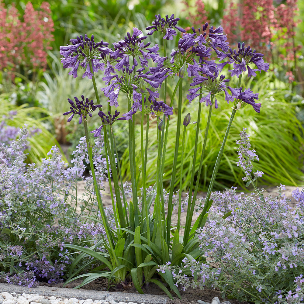 Shop Agapanthus poppin Purple | J. Parker's