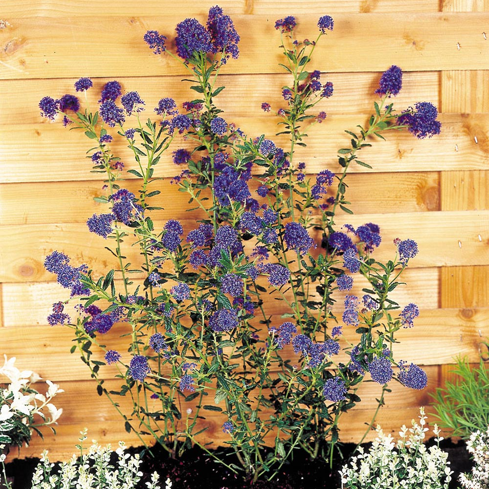 Shop Ceanothus Concha Blue | J. Parker's