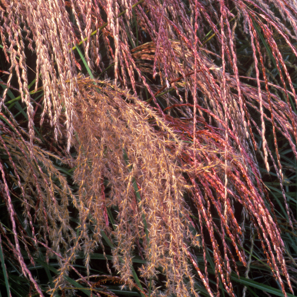 Shop Miscanthus sinensis 'Flamingo' | J. Parker's
