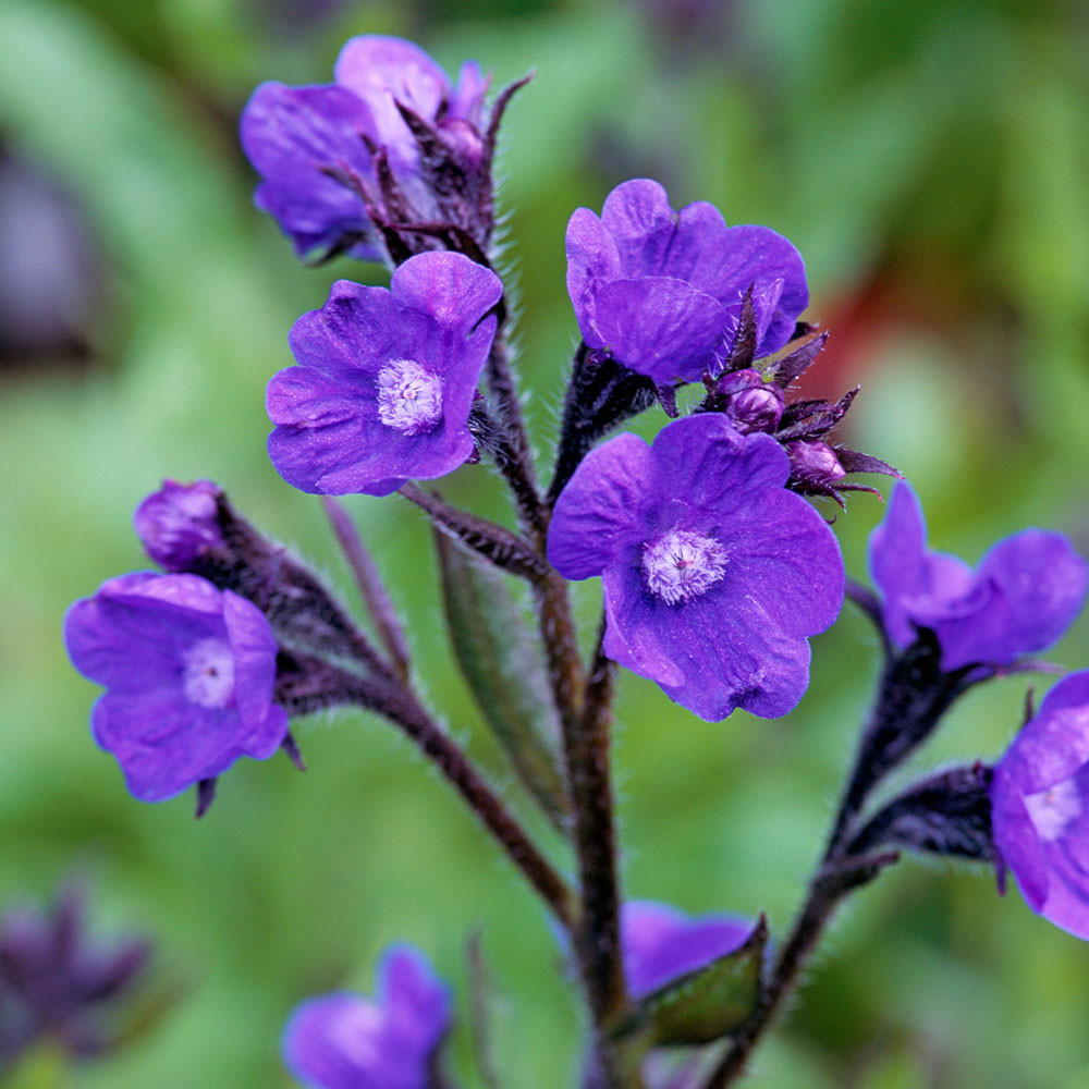 Shop Anchusa azurea 'Loddon Royalist' Potted | J. Parker's