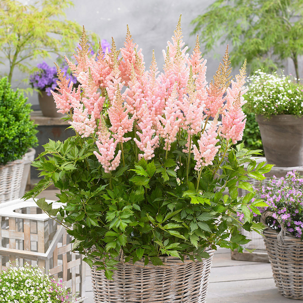Shop Astilbe chinensis 'Visions Inferno' Potted | J. Parker's