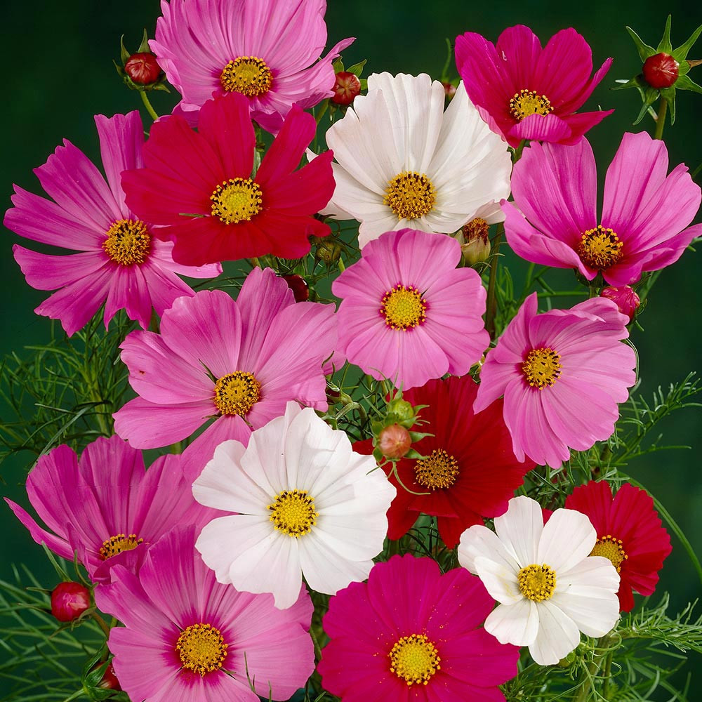 Shop Cosmos Sensation Mix Seeds | J. Parker's