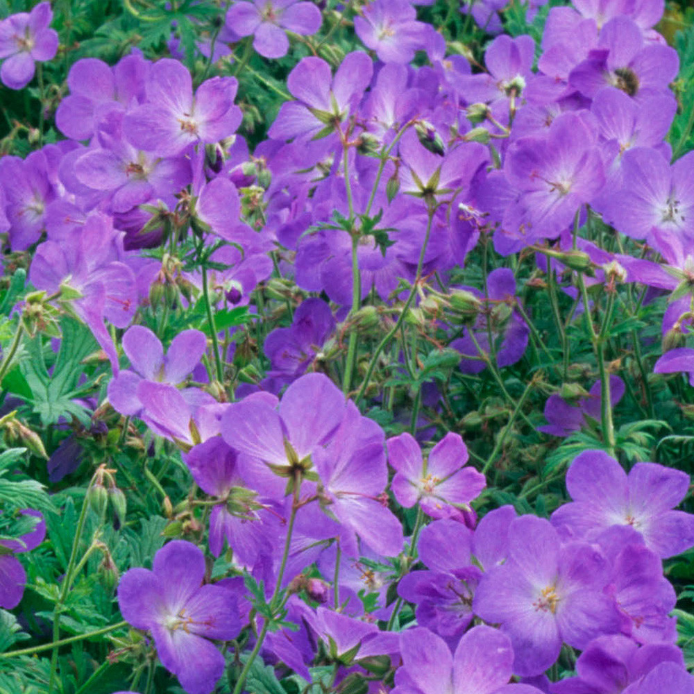 Shop Geranium johnsonii 'Johnson's Blue' Potted | J. Parker's