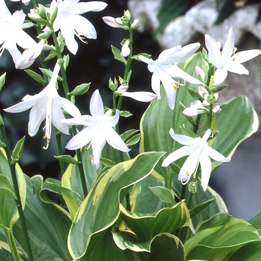Shop Hosta sieboldii 'So Sweet' | J. Parker's