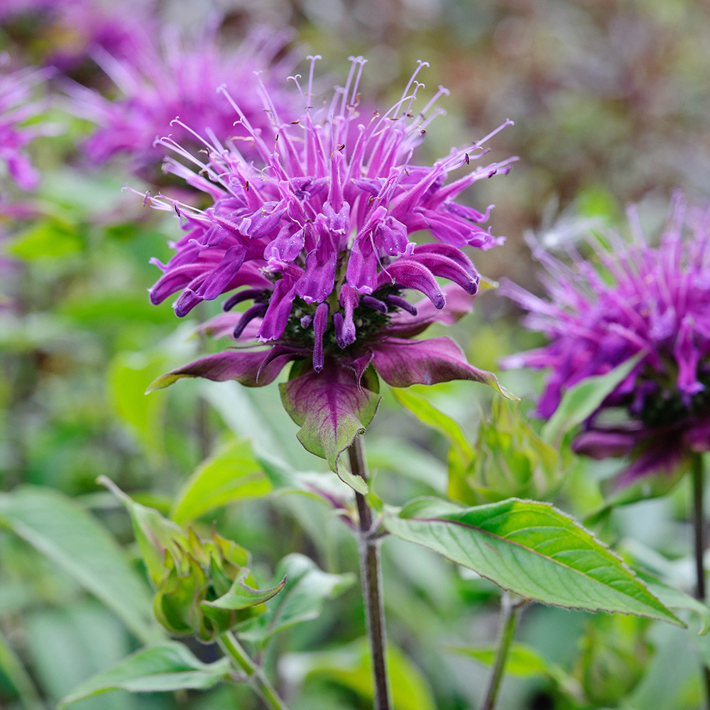 Buy Monarda 'Blaustrumpf' at jparkers.co.uk