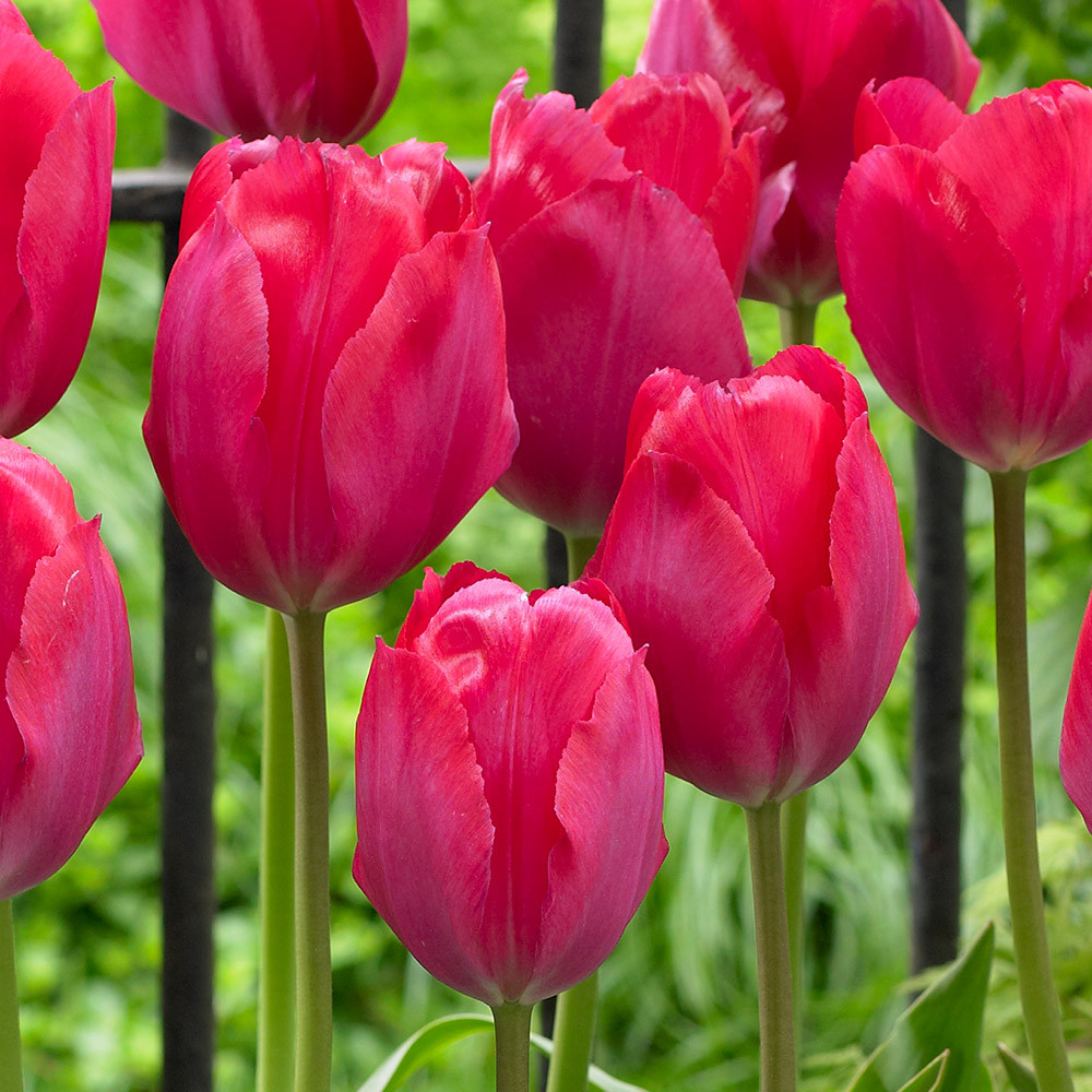 Buy Tulip Lady Van Eijk at jparkers.co.uk