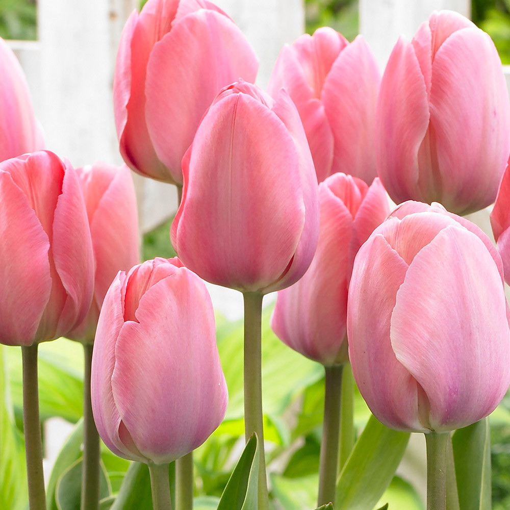 Buy Tulip Mystic Van Eijk at jparkers.co.uk
