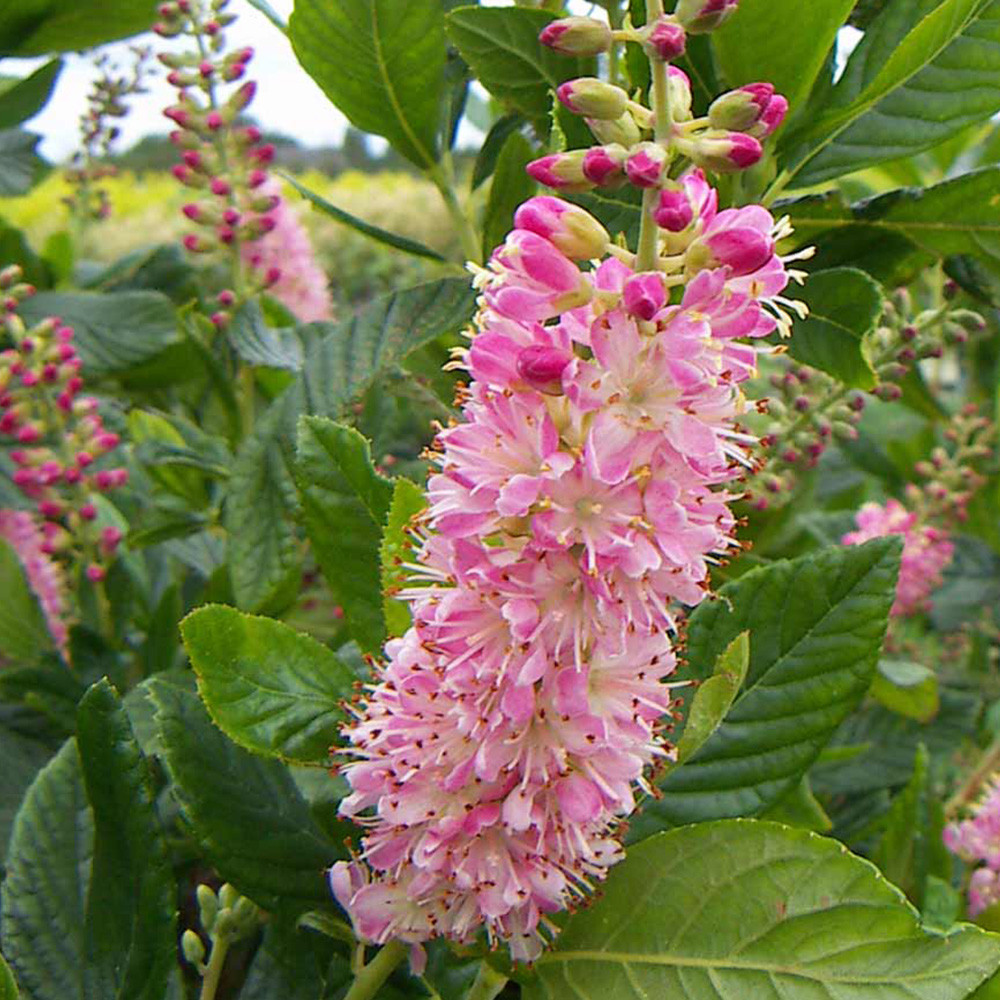 Buy Clethra alnifolia Ruby Spice at jparkers.co.uk