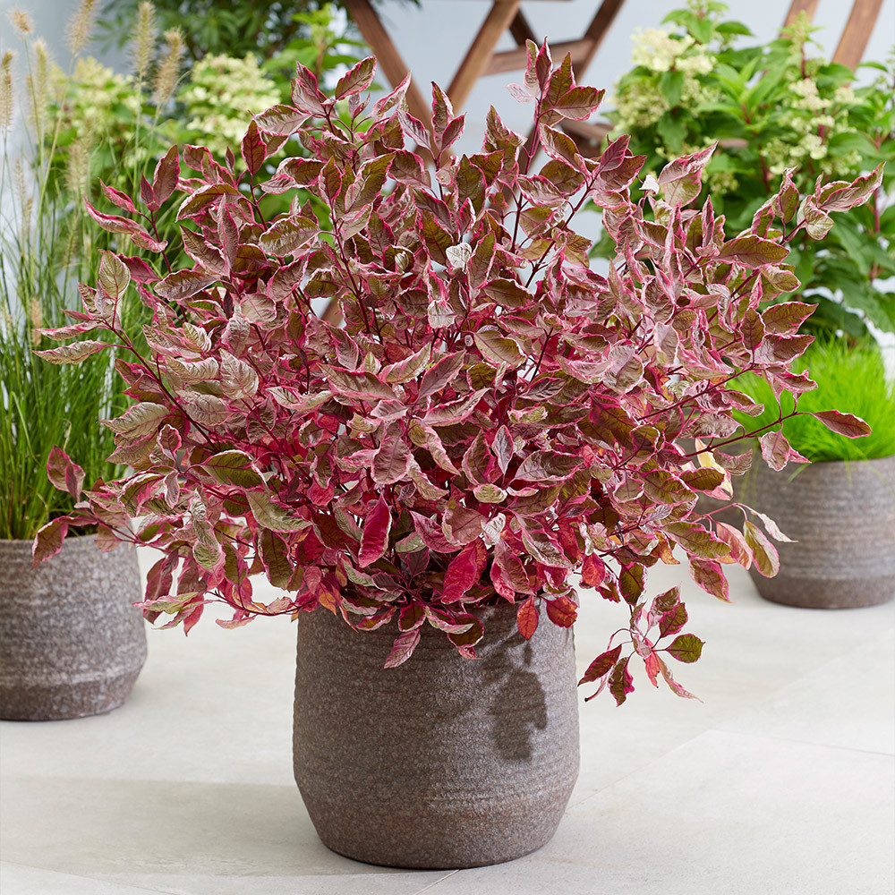Buy Cornus Miracle at jparkers.co.uk