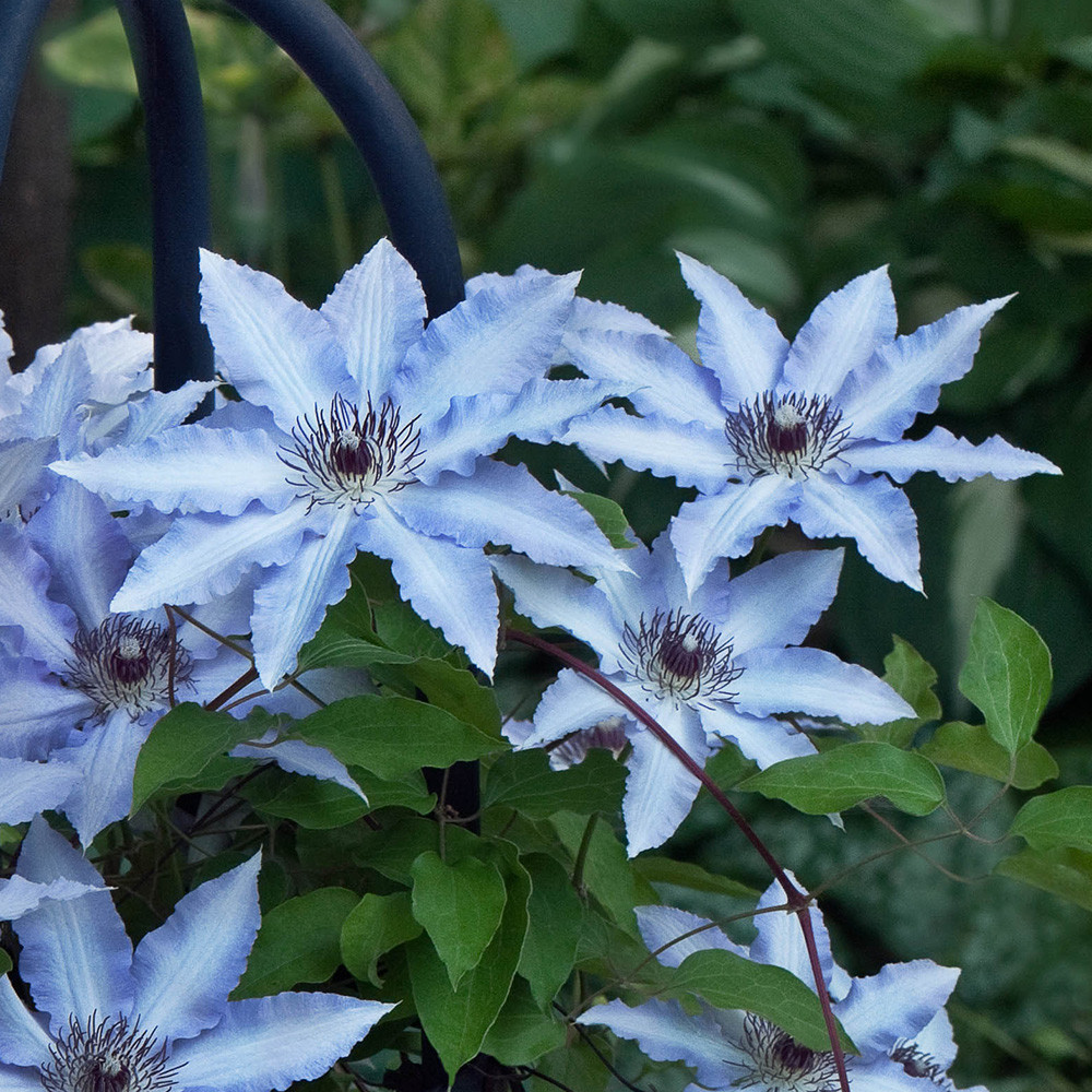 Buy Clematis 'Blue Angel' at jparkers.co.uk