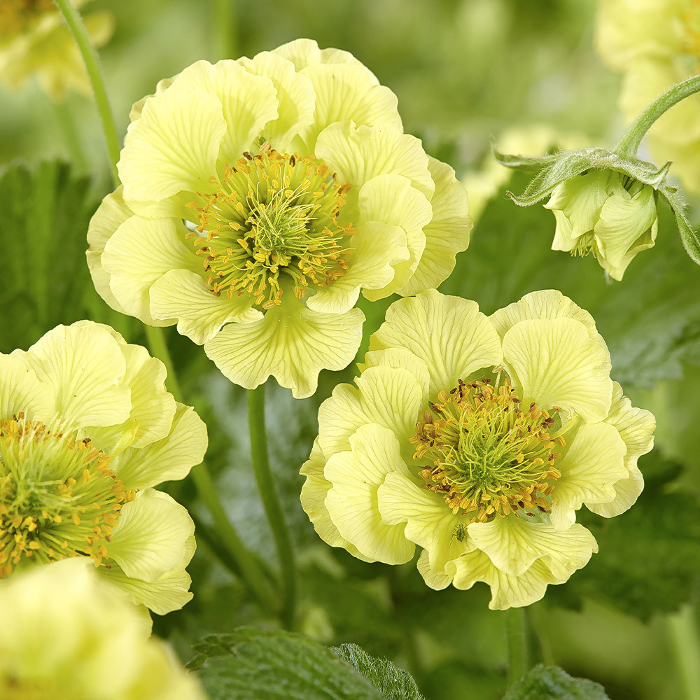 Buy Geum Premium Collection at jparkers.co.uk