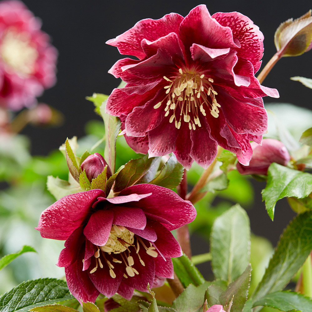Buy Helleborus Double Ellen Collection at jparkers.co.uk