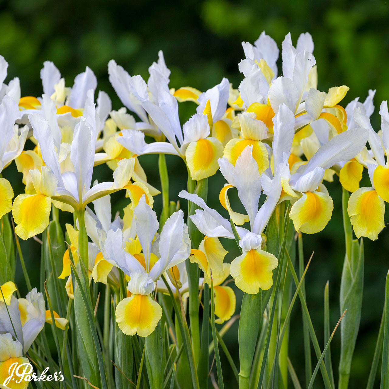 Buy Iris Dutch Apollo for less with J. Parker's
