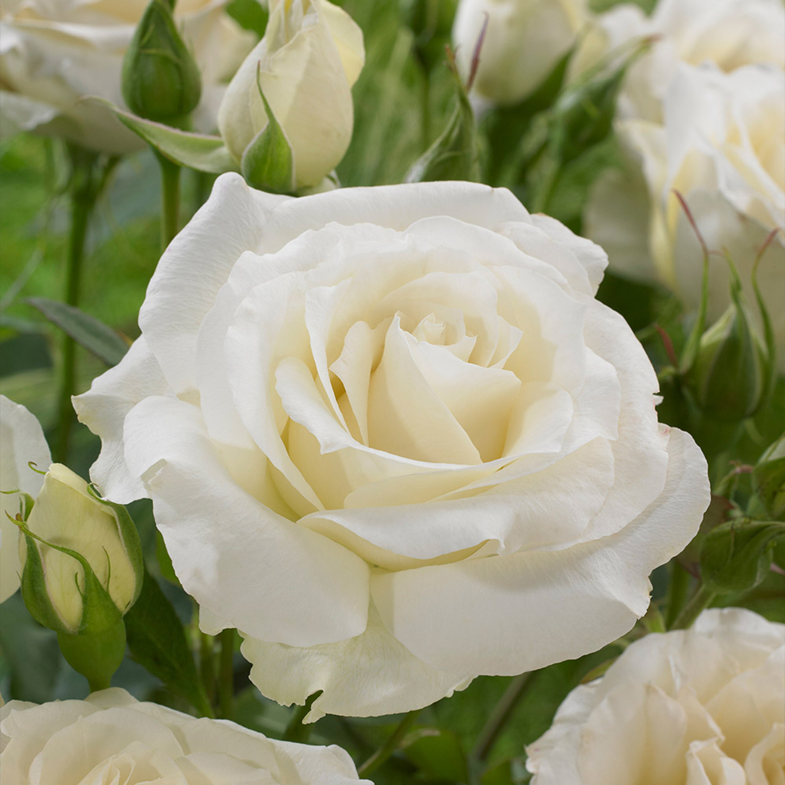 Buy 5 Hybrid Tea Rose Collection