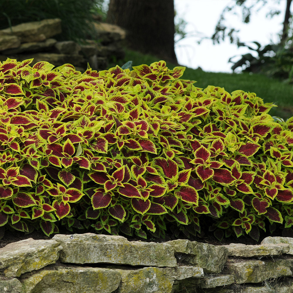 Buy Coleus Crimson Gold for less with J. Parker's