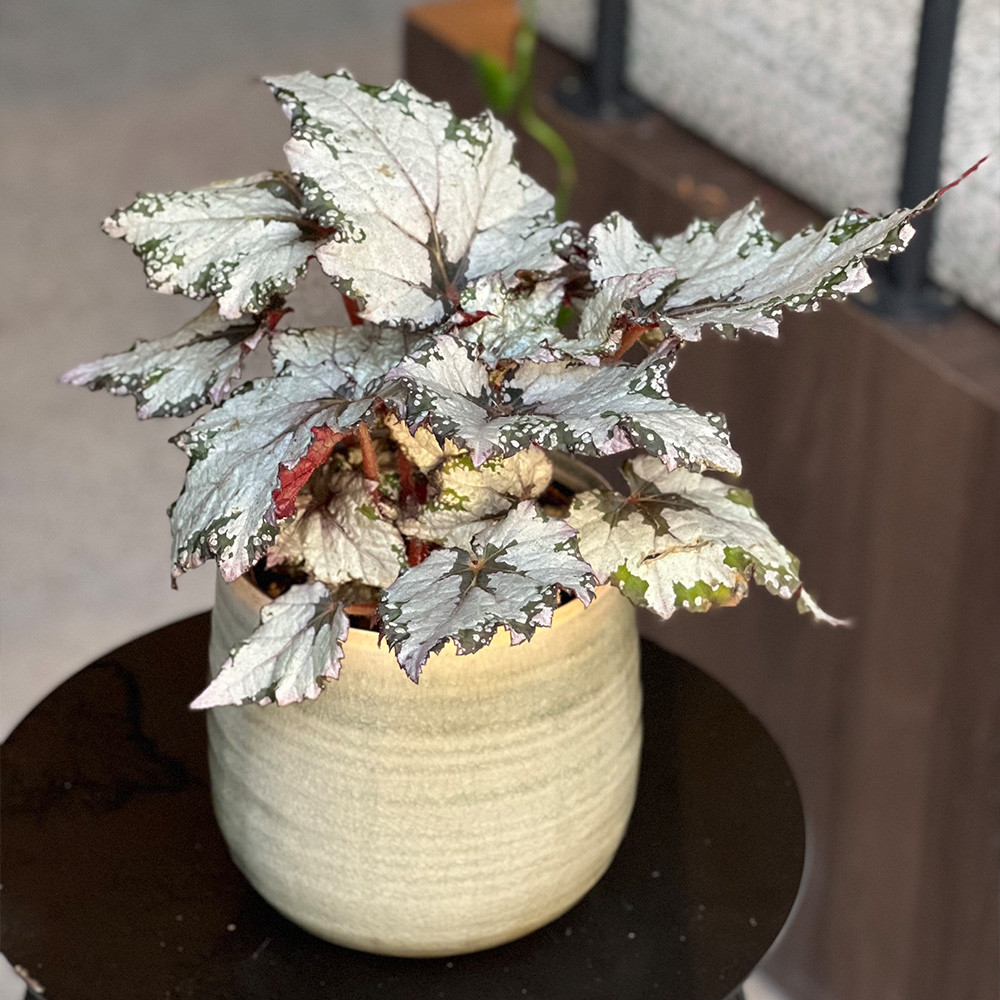 Buy Begonia Rex Beleaf Asian Tundra at jparkers.co.uk