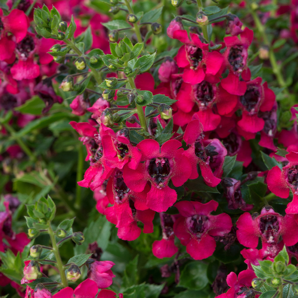 Buy Angelonia Archangel Cherry Red for less with J. Parker's