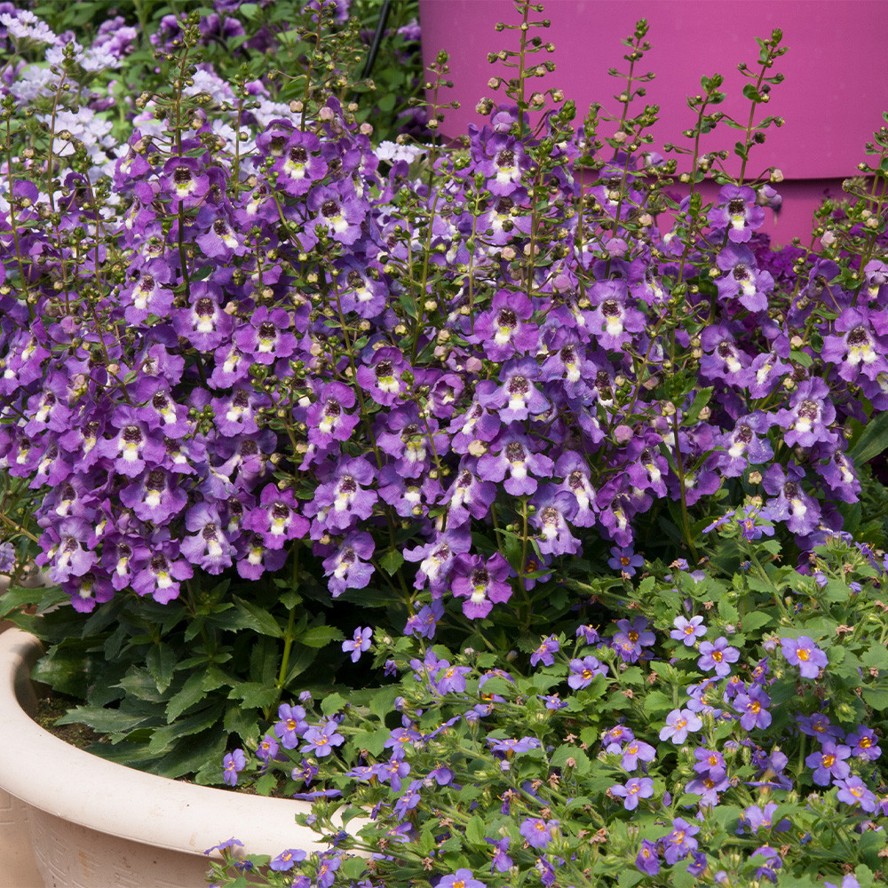 Buy Angelonia Archangel Purple for less with J. Parker's