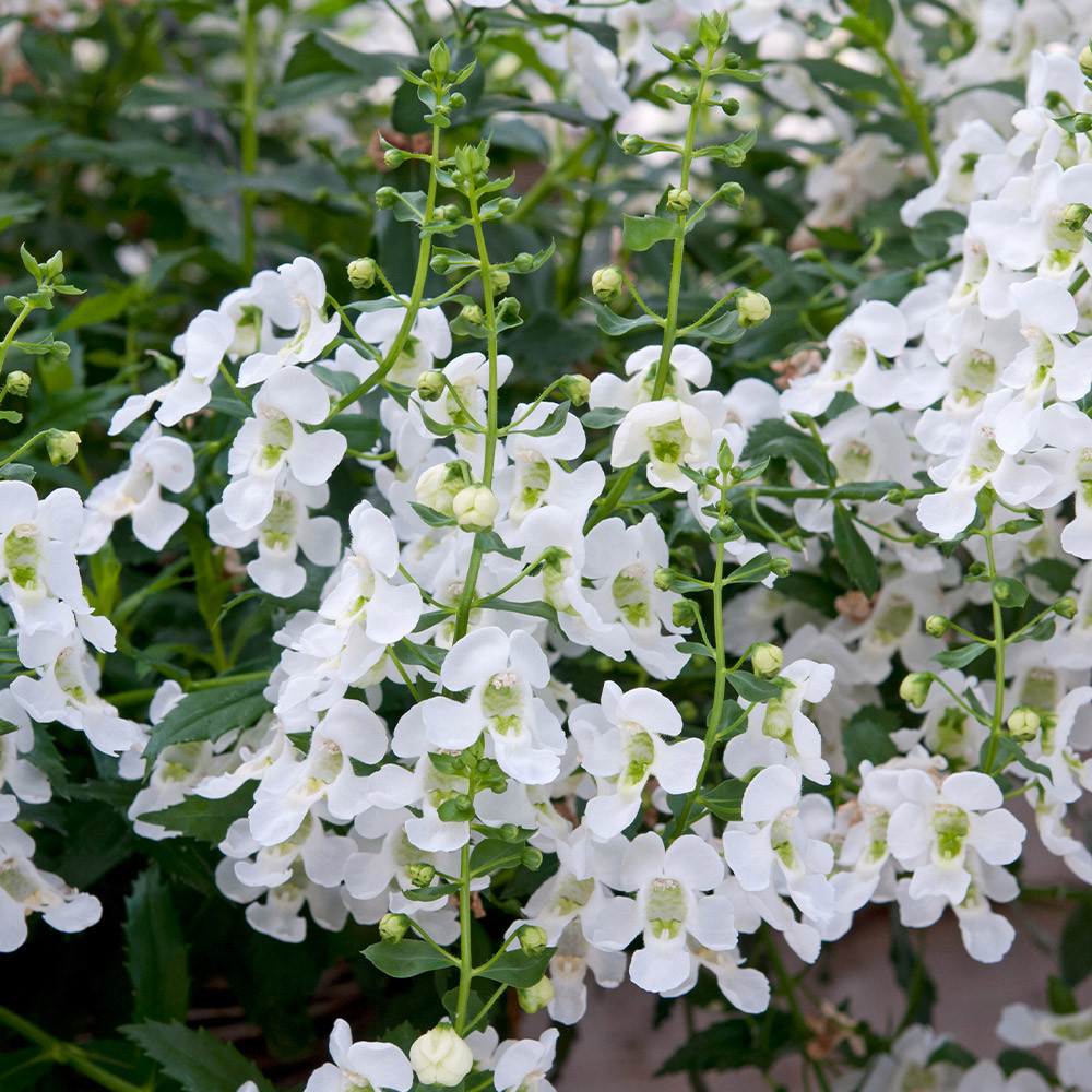 Buy Angelonia Archangel Collection at jparkers.co.uk