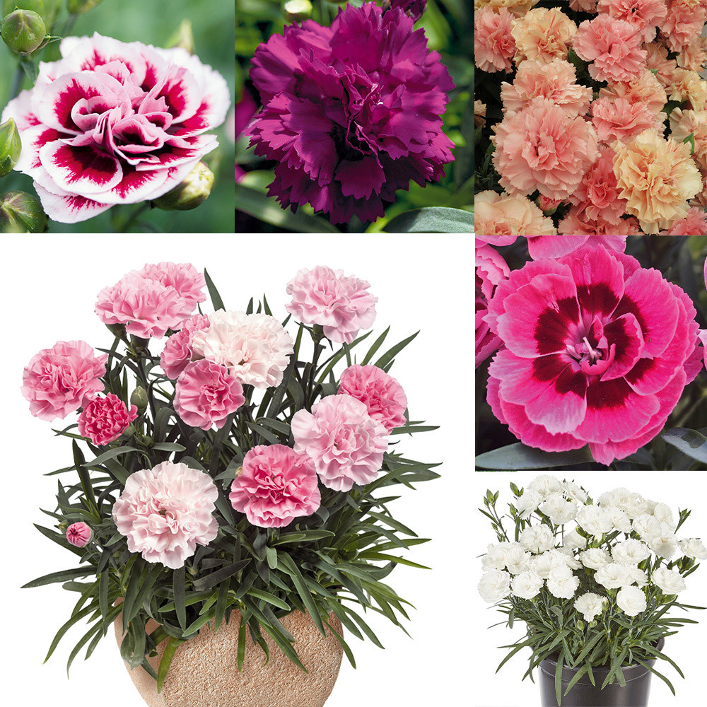 Buy Dianthus Sweet Pleasure Collection at jparkers.co.uk