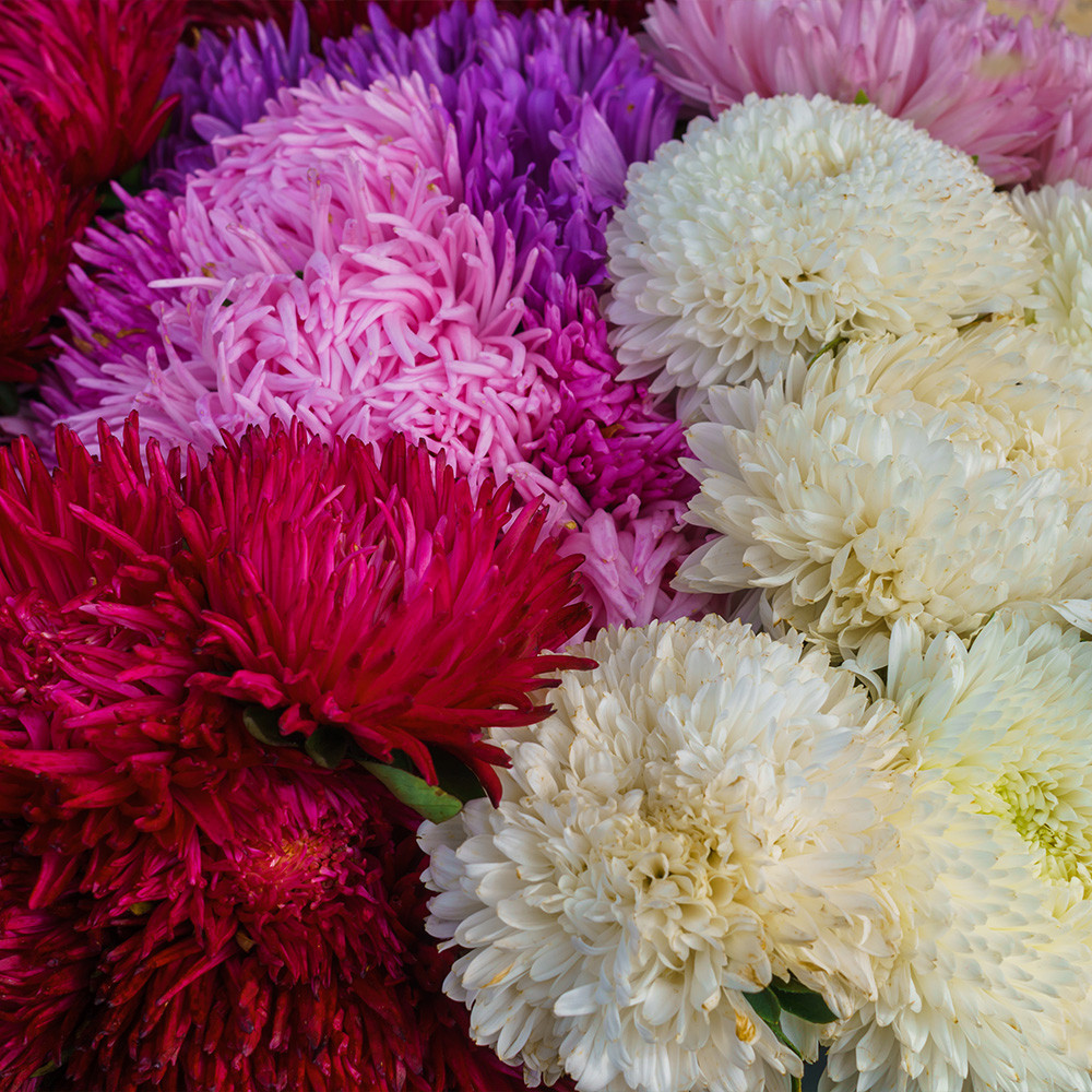 Buy Aster China Giant Ray Mix at jparkers.co.uk