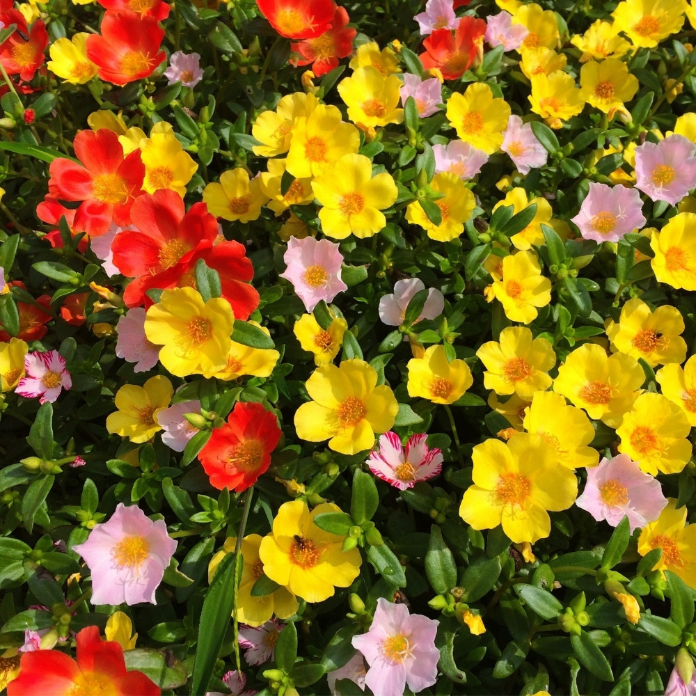 Buy Portulaca – Grandiflora Single Mix seeds from jparkers.co.uk