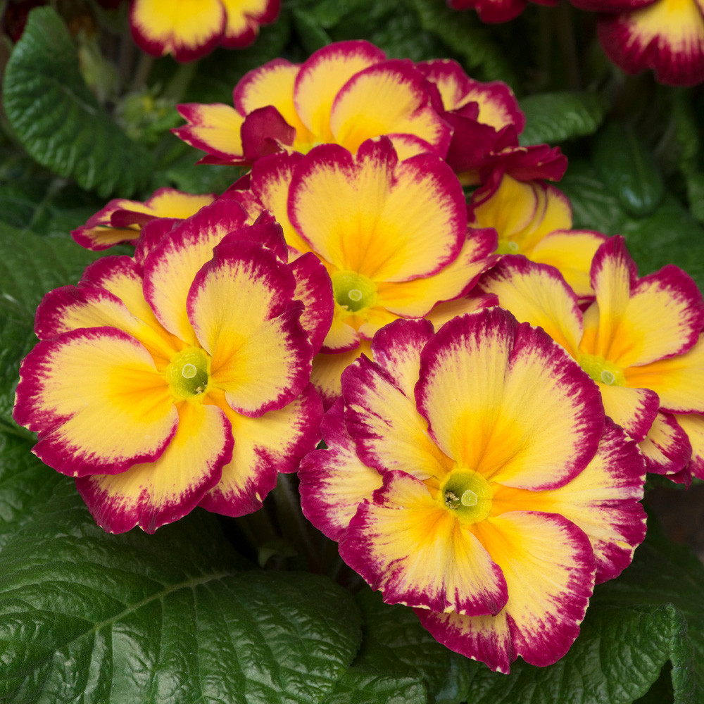 Buy Primula Alaska Tequilla Sunrise at jparkers.co.uk