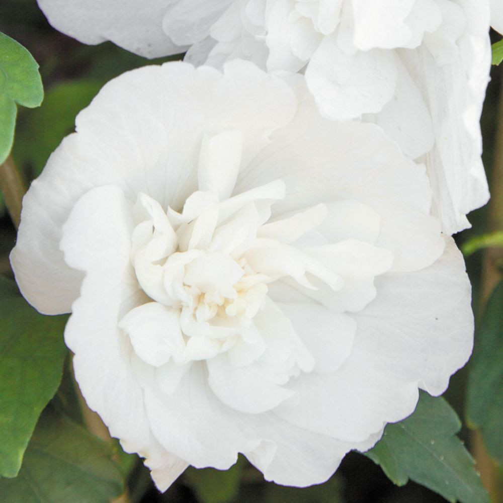 Buy Hibiscus Double Flower Collection at jparkers.co.uk
