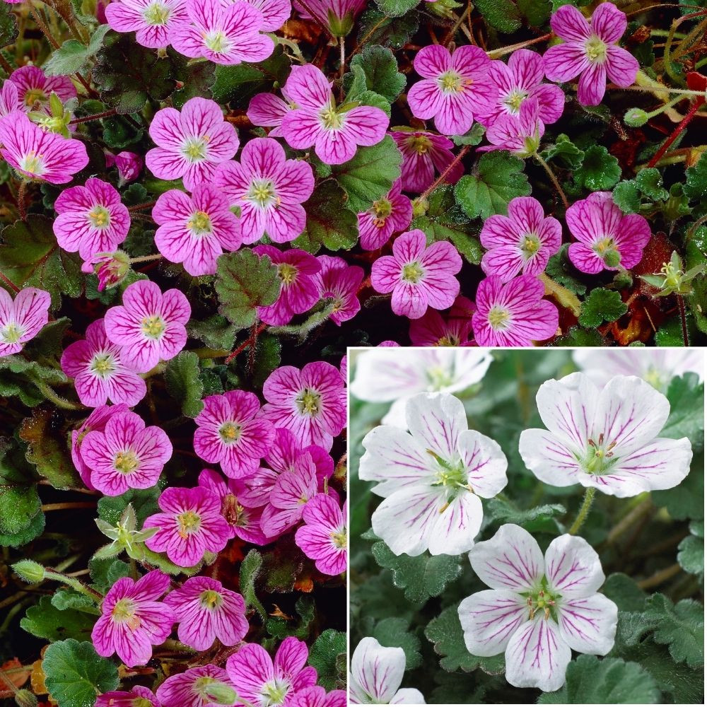Buy Erodium Collection at jparkers.co.uk