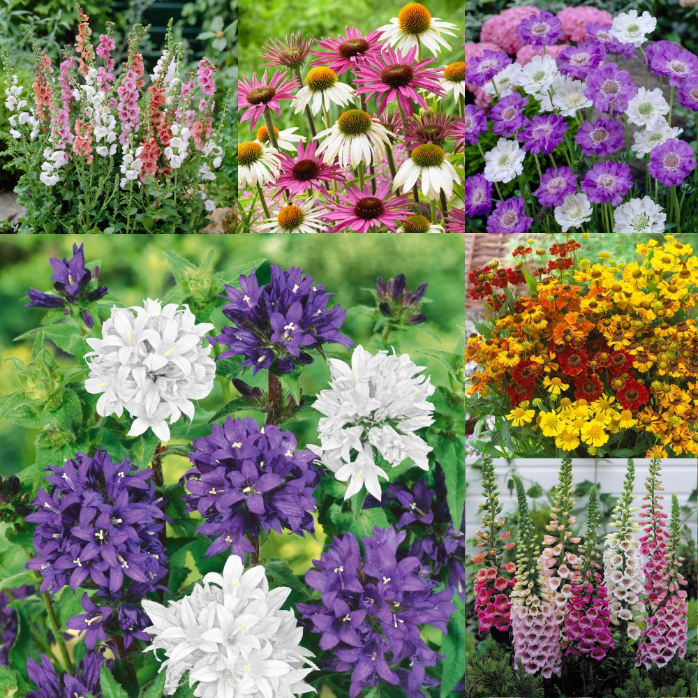 Buy RHS Plants for Pollinator Mixtures Collection at jparkers.co.uk
