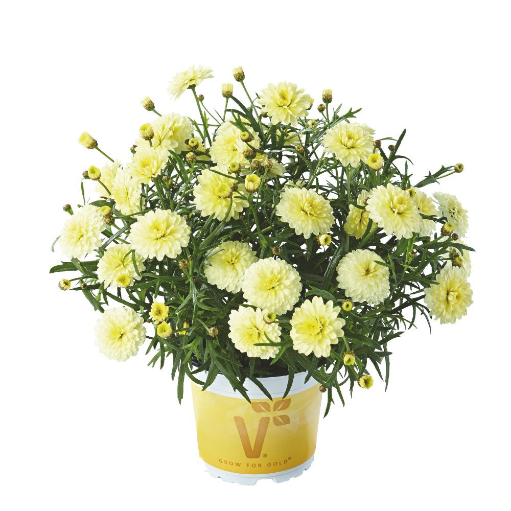 Buy Argyranthemum aramis Double Primrose at jparkers.co.uk