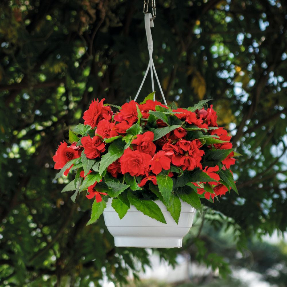Buy Begonia Non-Stop Joy Red (Garden Ready) at jparkers.co.uk