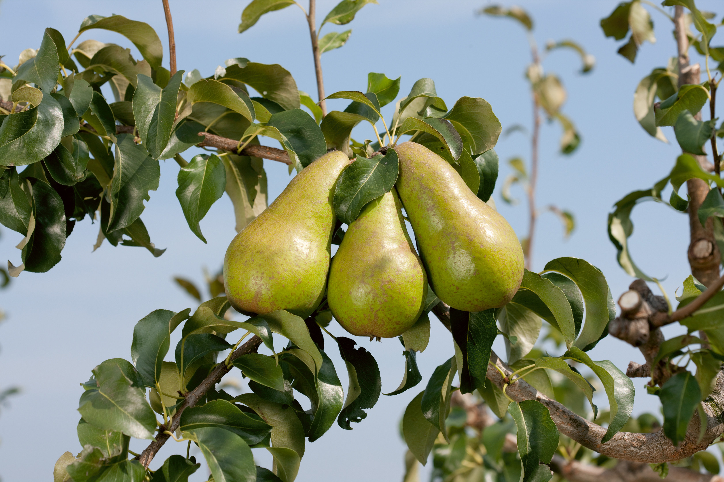 Buy Pear Concorde | J Parker Dutch Bulbs